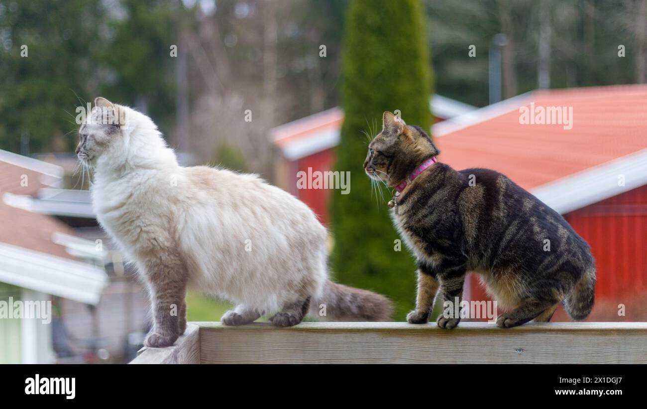 Two young female cats sitting on balcony handrail watching something ...