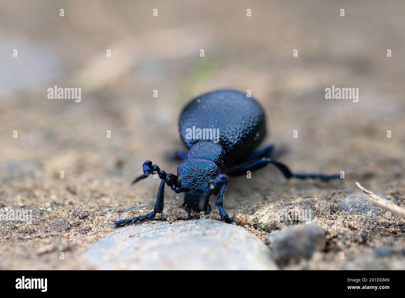 european oil beetle closeup, macro focus stack shot in natural habitat ...
