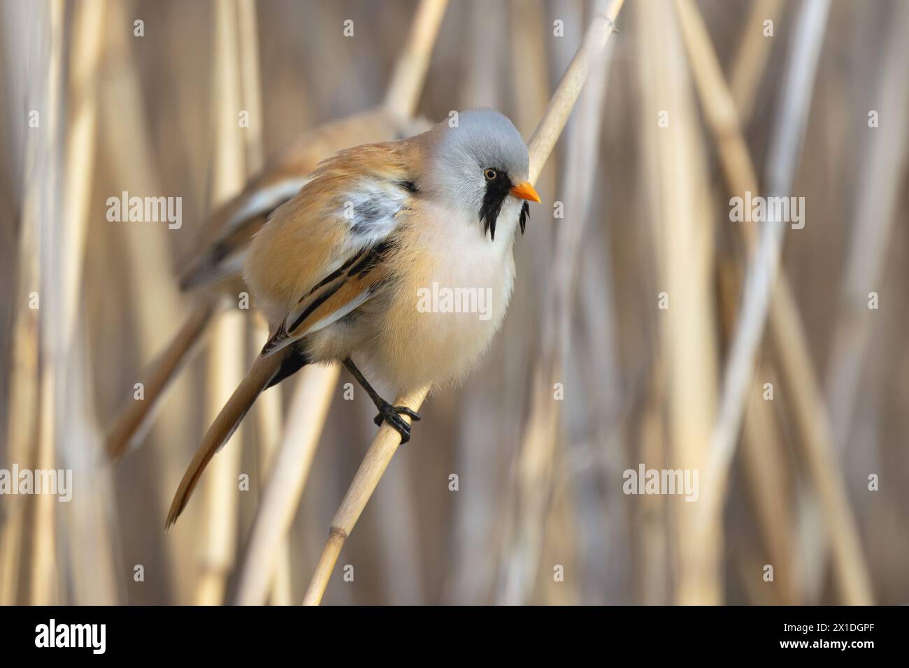 cute male bearded reedling standing near female in mating season ...