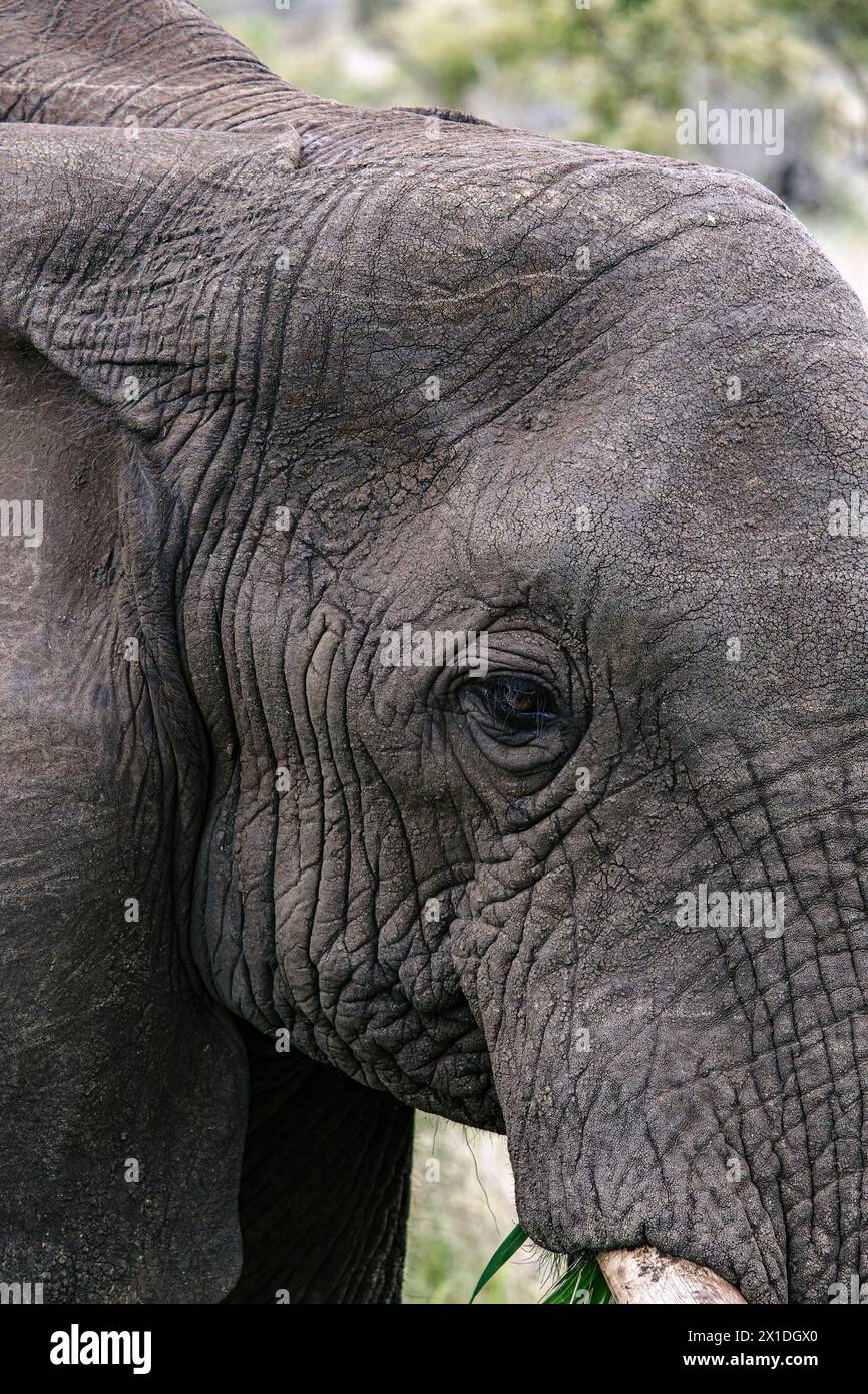 Eye and gray skin detail of African elephant close up. animals wildlife ...