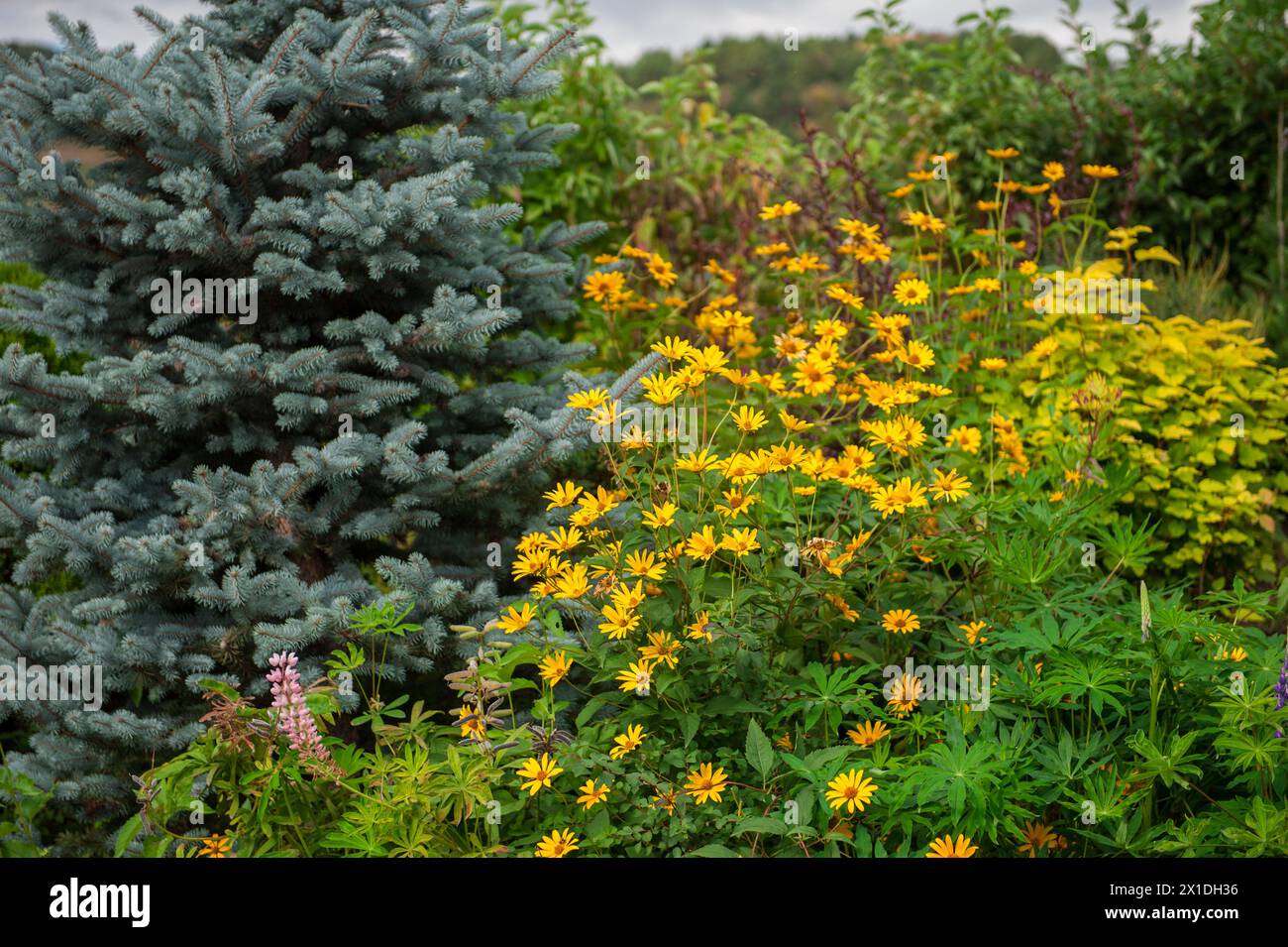 Growing blue Picea glauca in a coniferous garden Stock Photo - Alamy