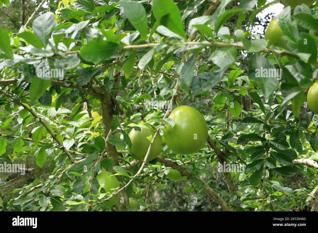Crescentia cujete fruit, also called Calabash tree or mojo, Bali in ...