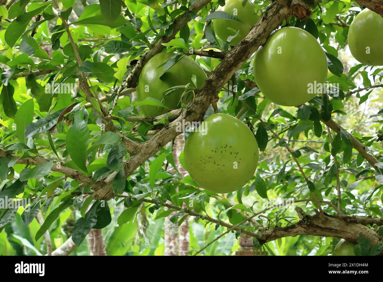 Crescentia cujete fruit, also called Calabash tree or mojo, Bali in ...