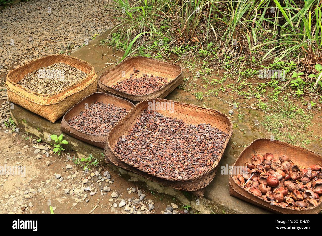 Coffee bean plantation in Bali in Indonesia Stock Photo - Alamy