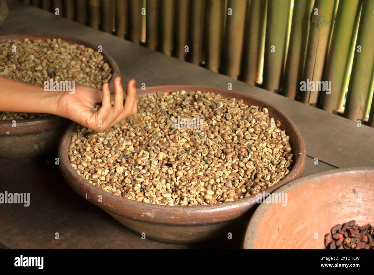 Coffee bean plantation in Bali in Indonesia Stock Photo - Alamy