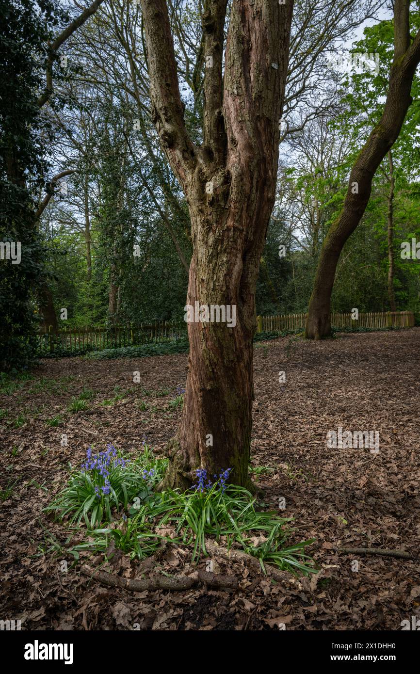Trees and bluebells in Holland Park woods, London, UK. Holland Park is ...