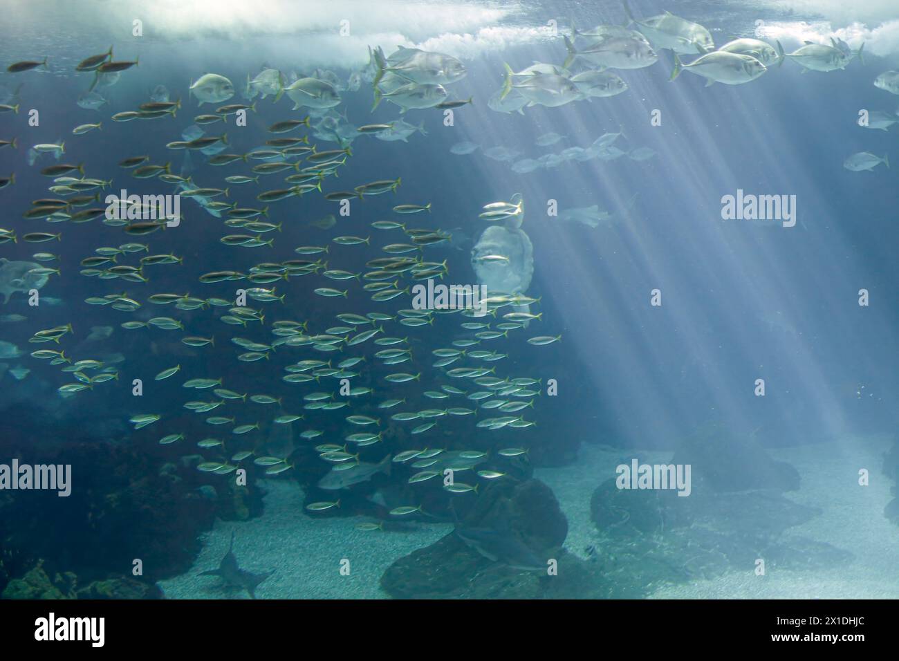 Beautiful shoals of fish, mackerel and xareus Stock Photo - Alamy