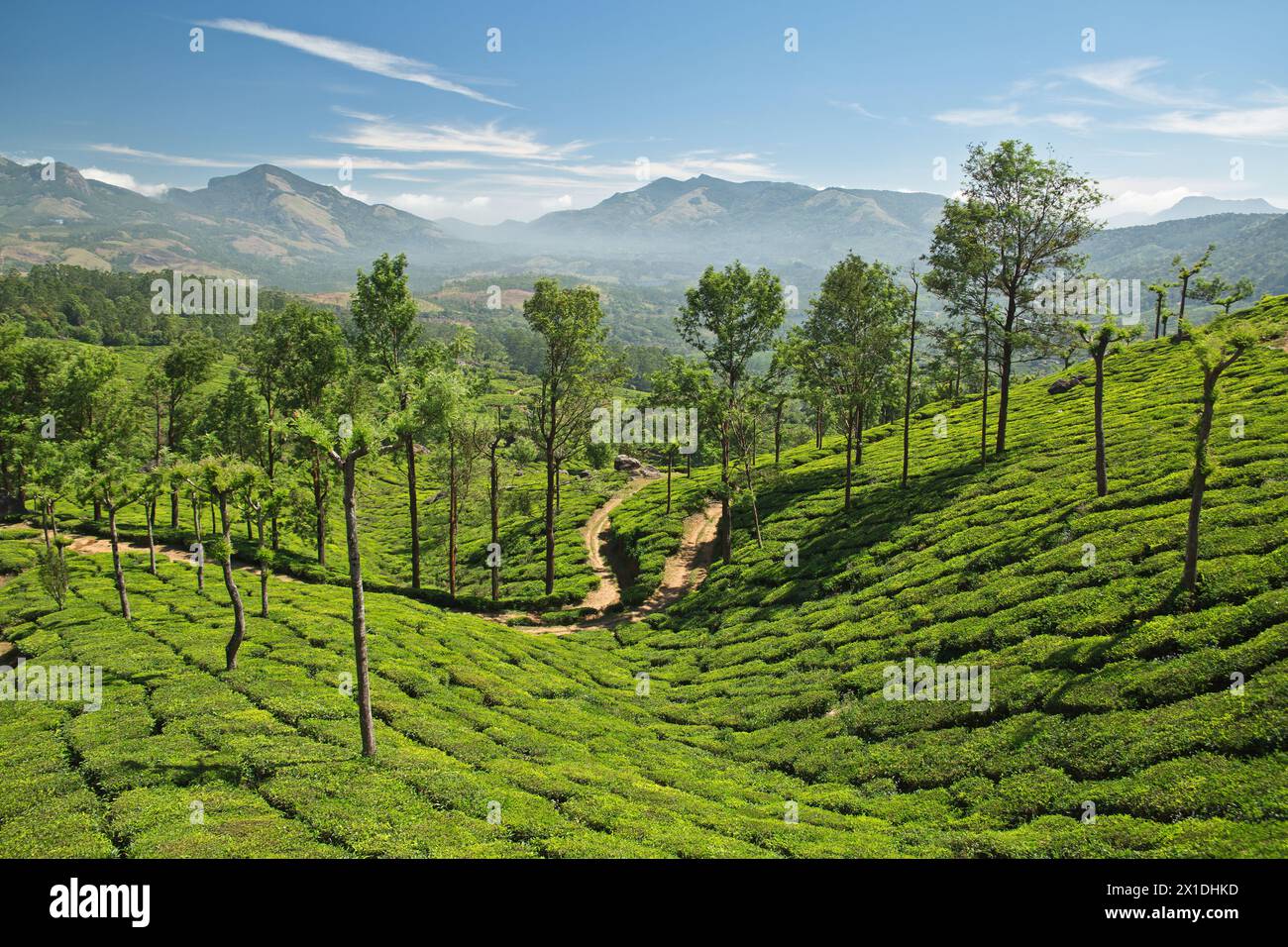 Tea fields in Munnar, Kerala, India. Wonderful view at tea fields and ...