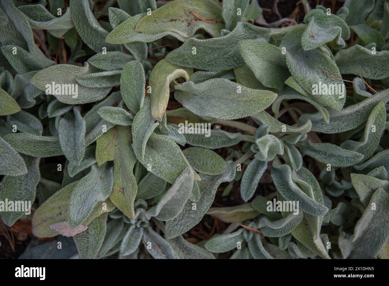 Densely furry hi-res stock photography and images - Alamy