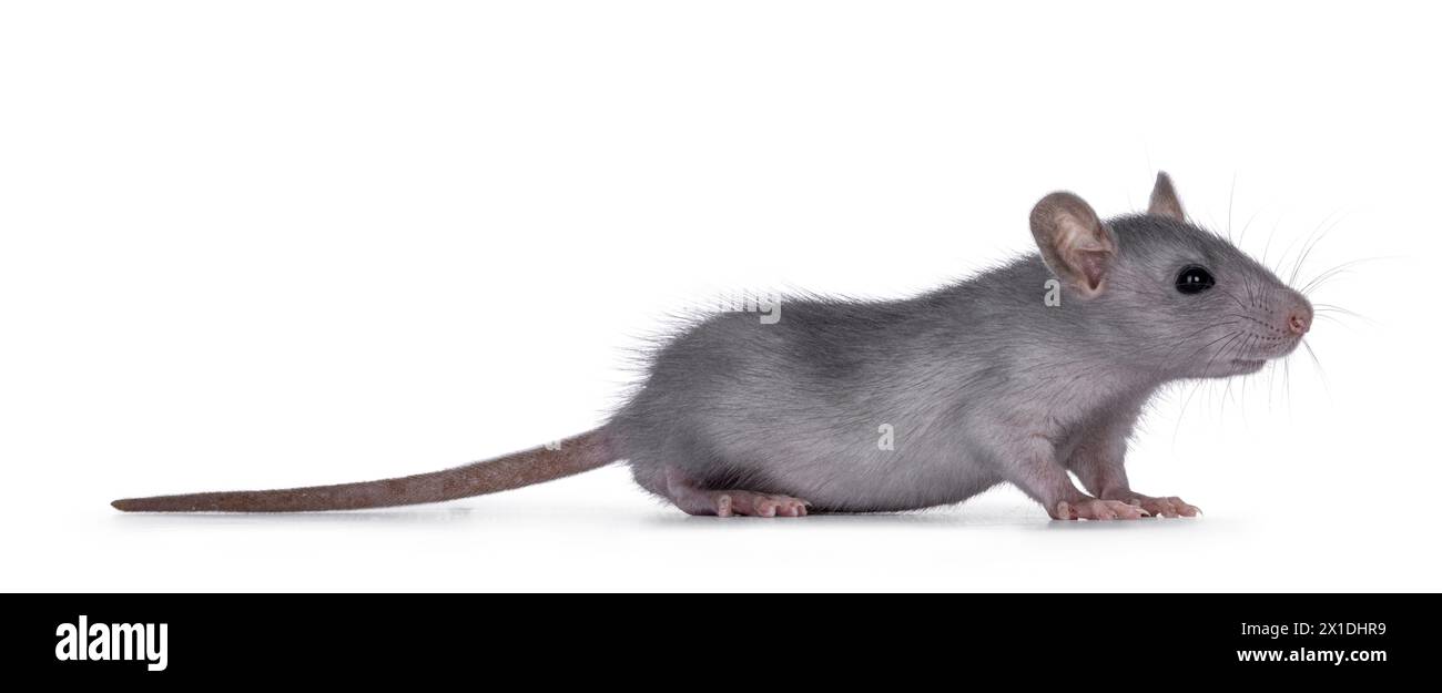 Blue baby rat standing side ways. Looking to the side away from camera ...