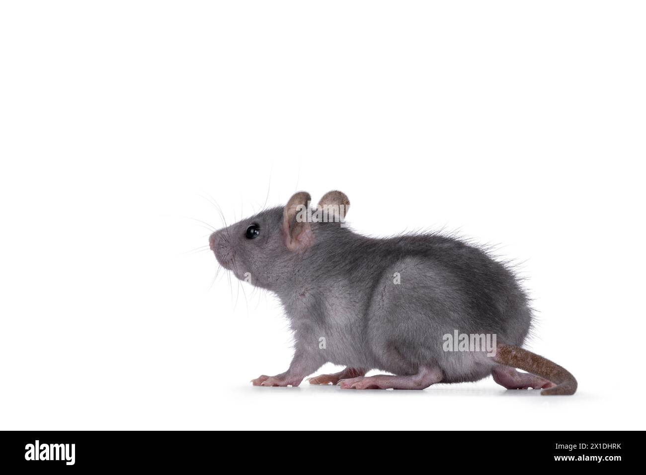 Blue baby rat standing side ways. Looking to the back and away from ...