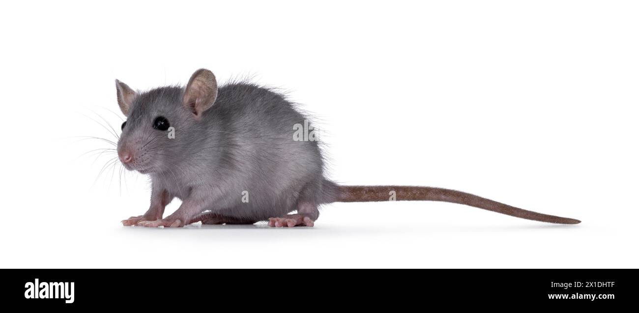 Blue baby rat standing side ways. Looking to the beside camera ...