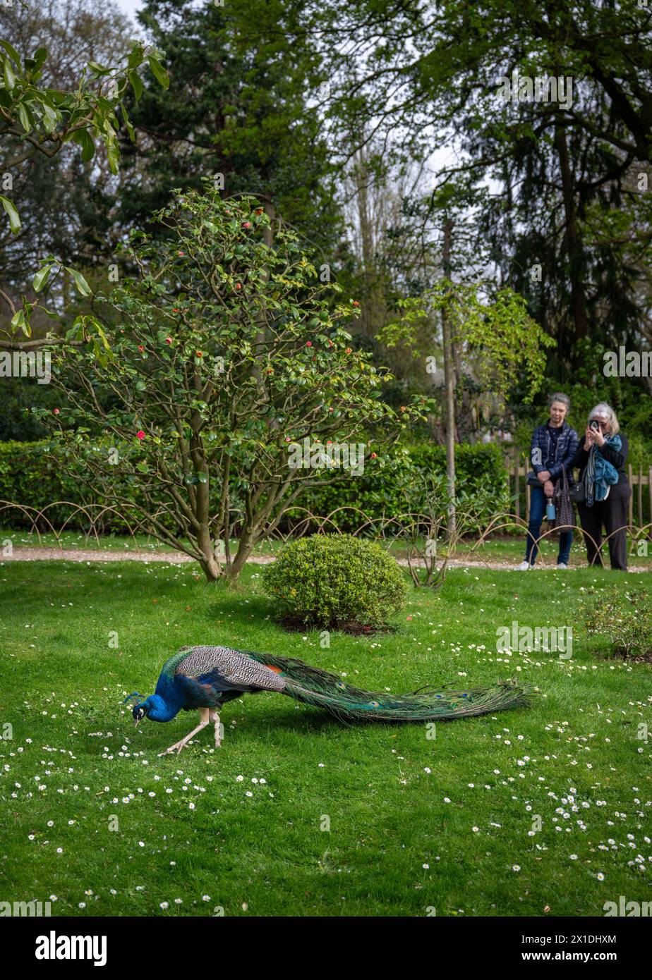 London, UK: People watching a peacock in Kyoto Garden, a Japanese ...