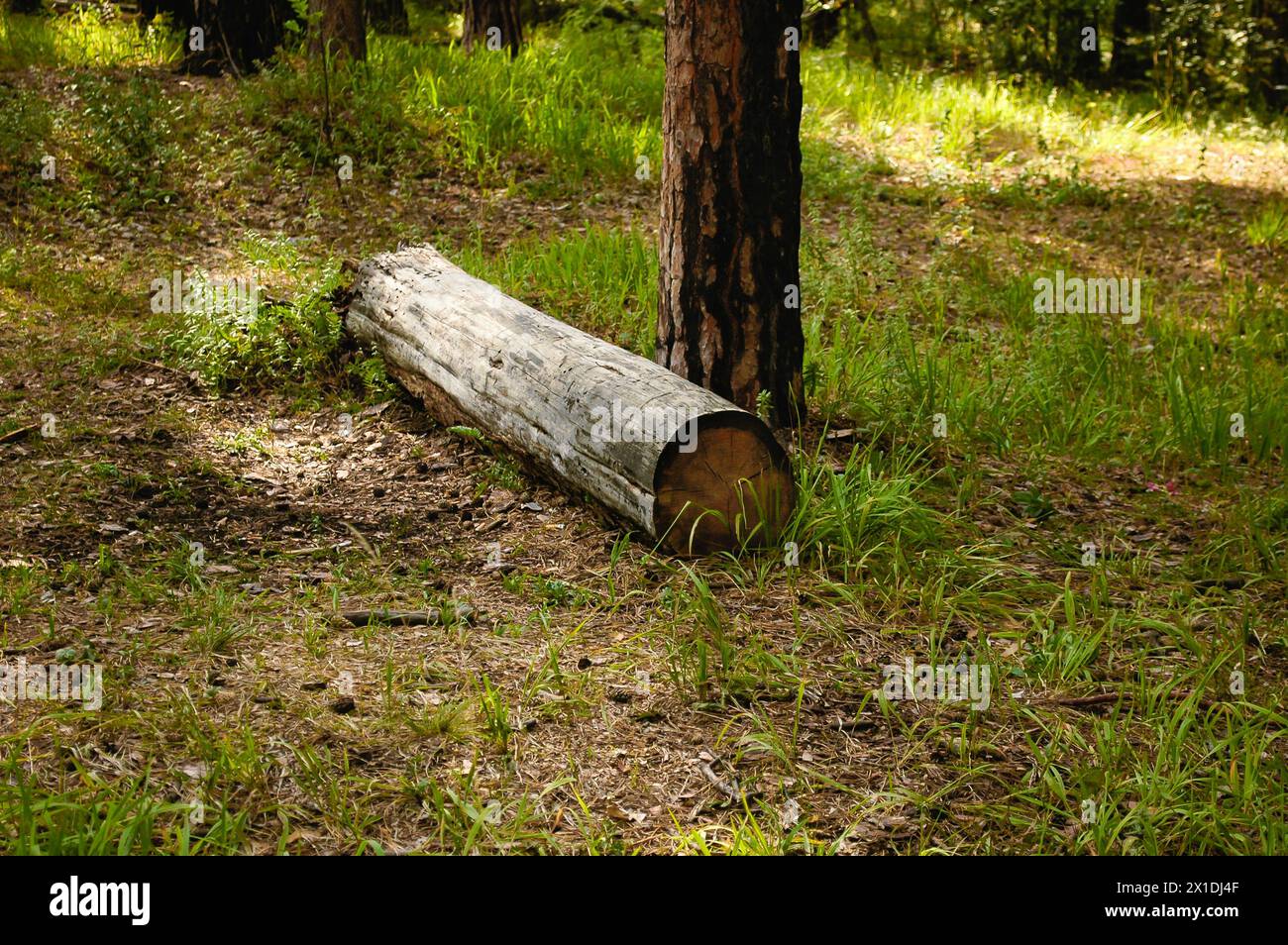 A dry log lies near a pine tree trunk on the ground among green grass ...