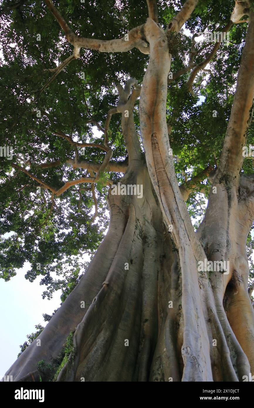 the Large Banyan ancient tree in Kayu Putih, Baru Village, Marga ...