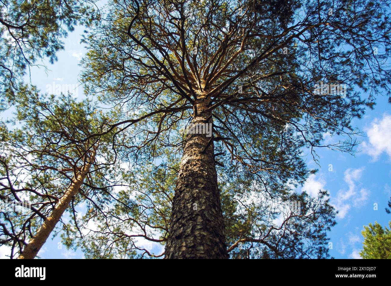 Bottom view of a tall pine tree and its trunk with spreading branches against the background of ...