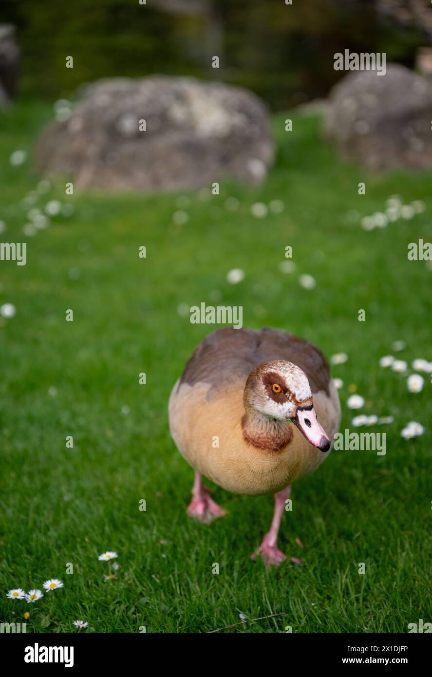 Egyptian goose (Alopochen aegyptiaca) walking on grass with daisies ...