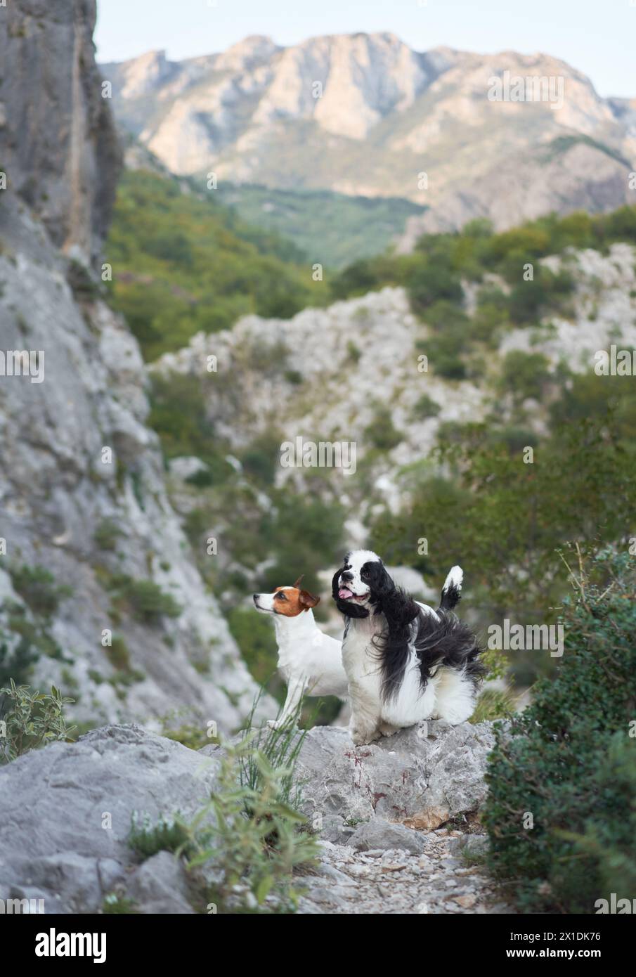 Two dogs share a moment on a rocky outcrop. Cocker Spaniel and a Jack ...