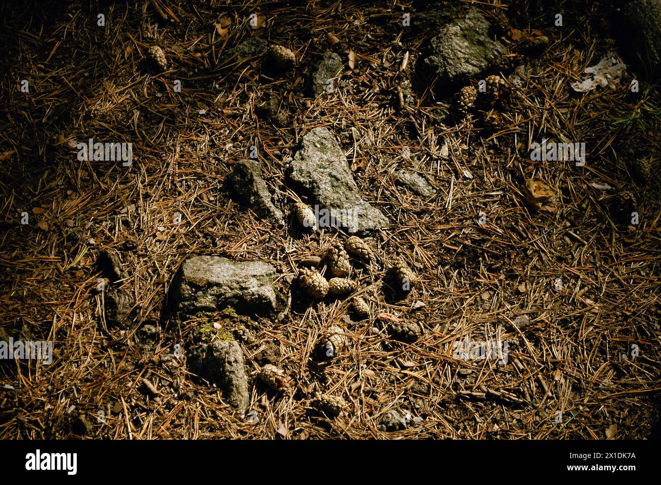 Pine cones lie on the soil of rotting needles next to stones and ...
