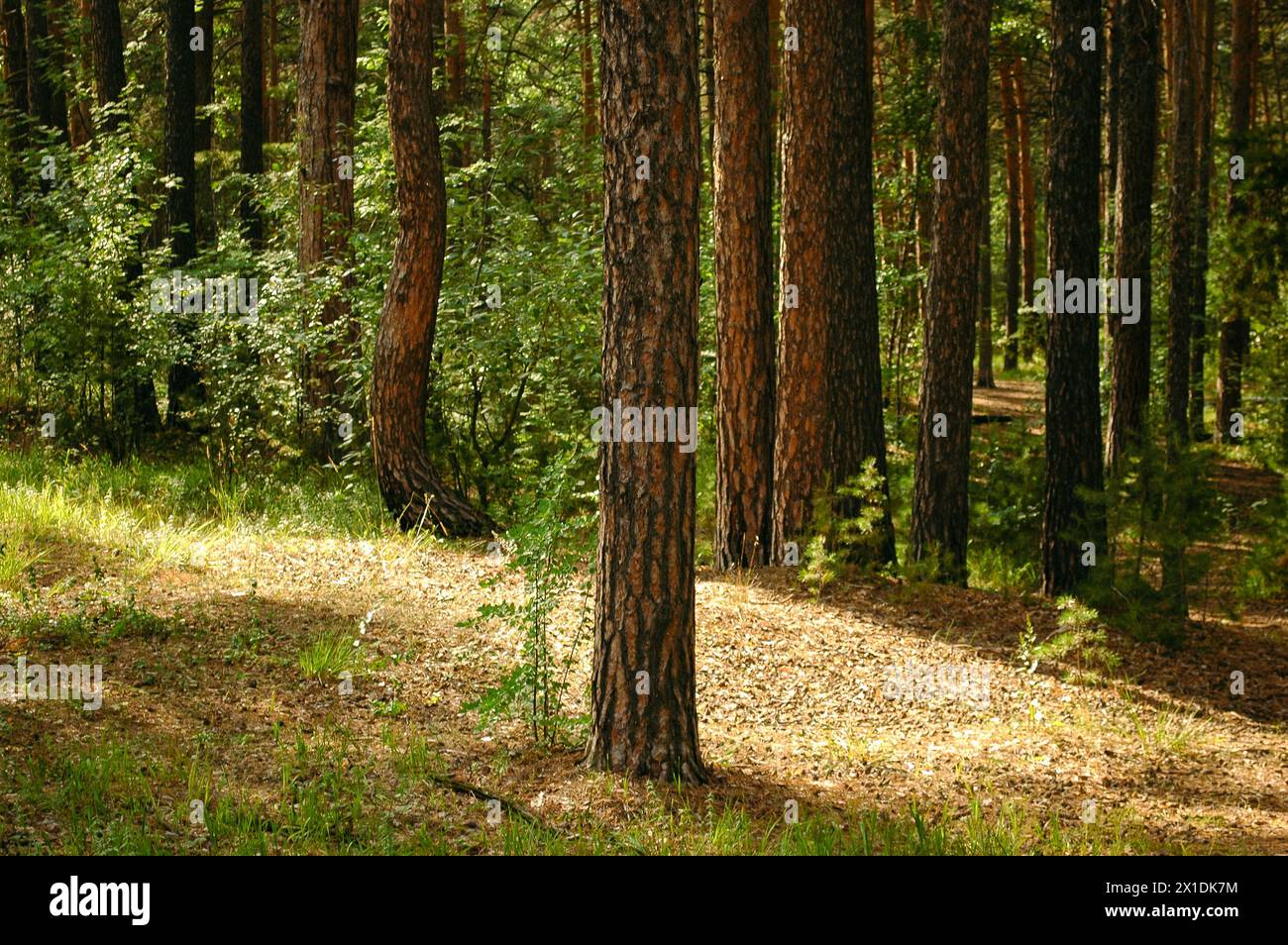 Pine trunk and sunlit undergrowth against the background of other tree ...
