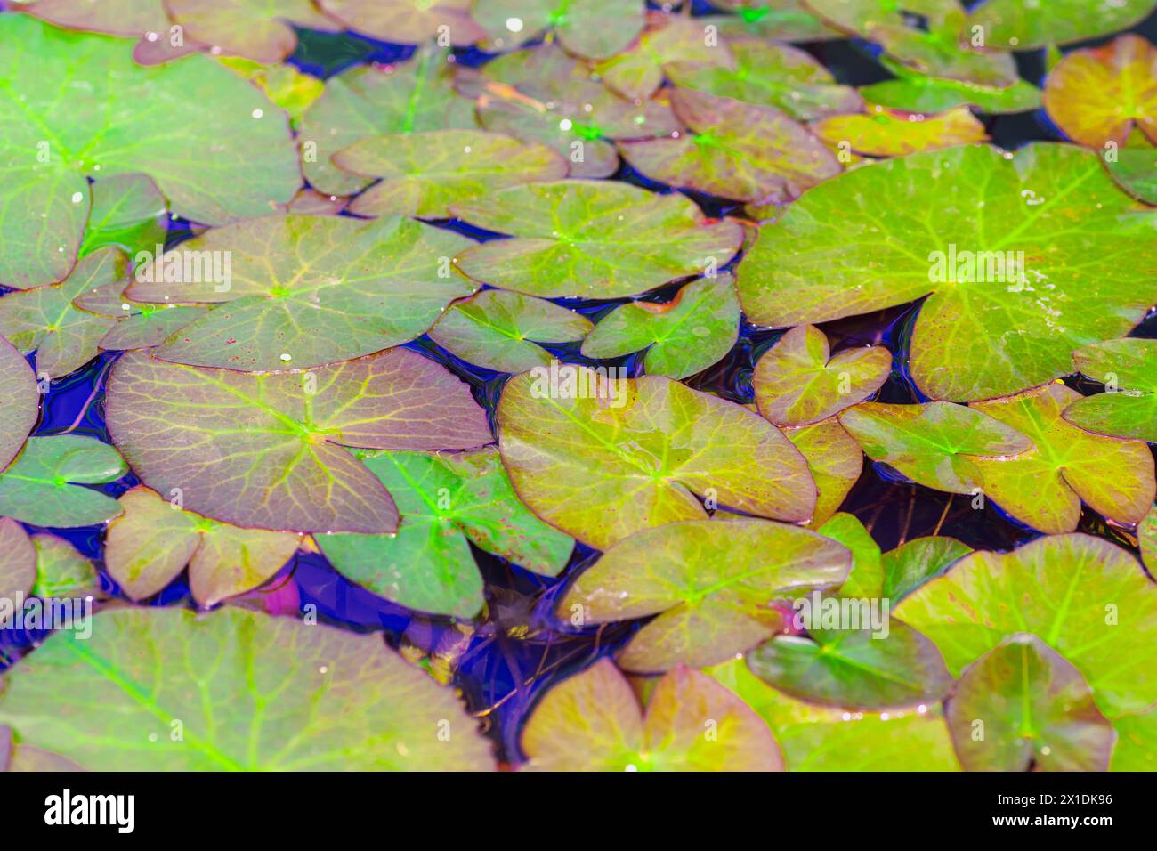 Surface of lake water with water lilies leaves. Background, texture ...