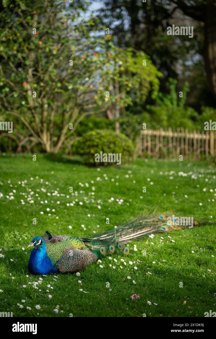 Peacock sitting on the grass in Kyoto Garden, a Japanese garden in ...
