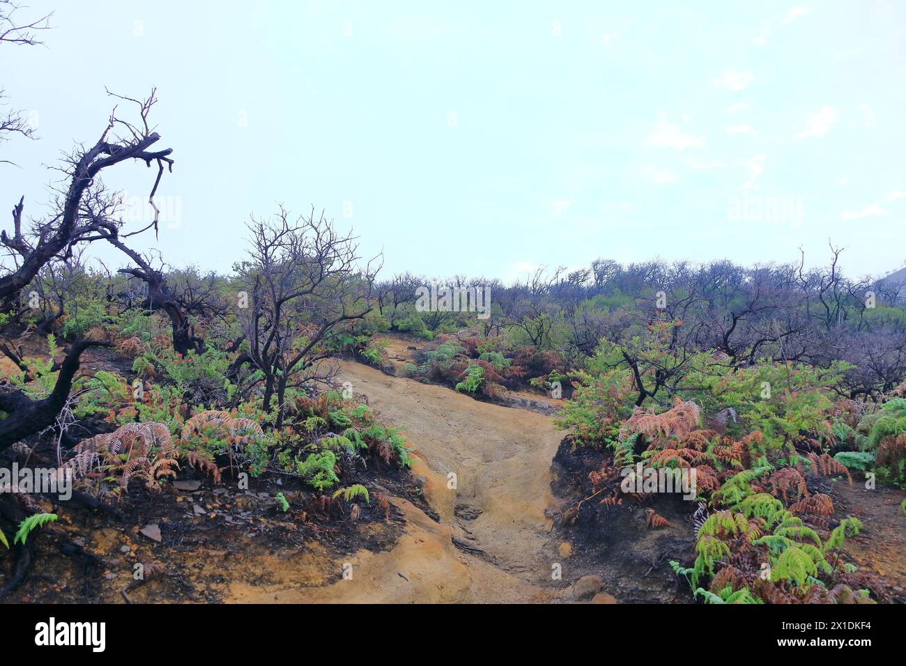 Stunning panoramic view of the Ijen Volcano Complex with mountains, East Java in Indonesia Stock ...