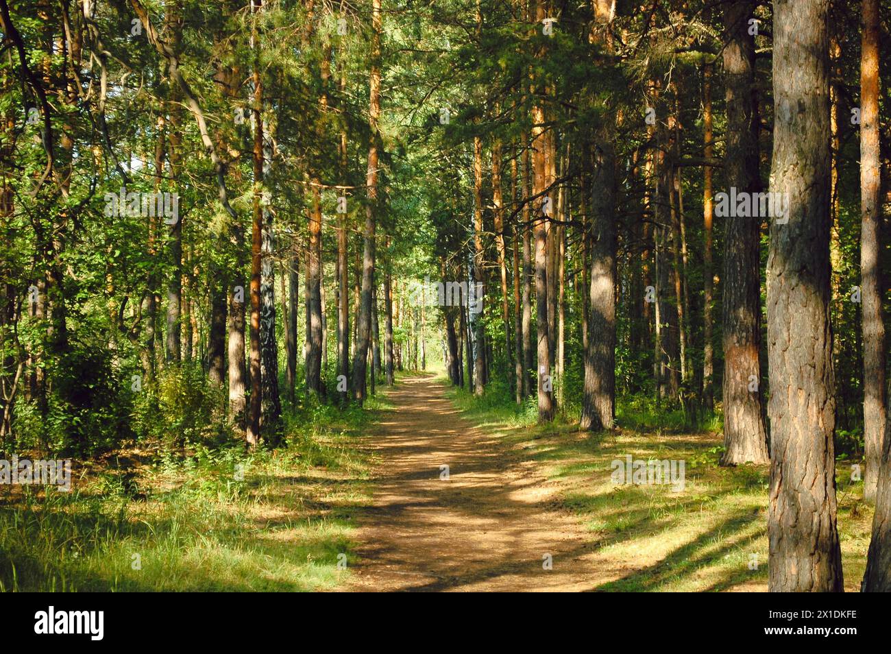 The forest path runs between mostly pine trees, forming an alley in a ...