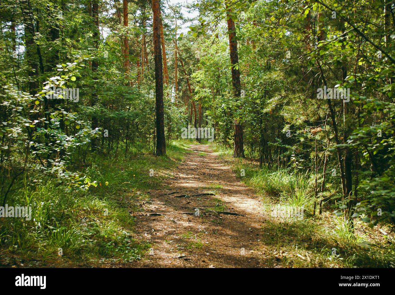 The forest path, illuminated by the sun, passes between the pine trees ...