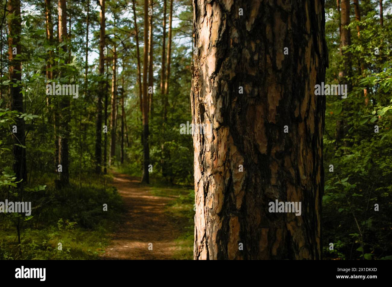 The trunk of a large pine tree and its bark close-up, illuminated by sunlight against the ...