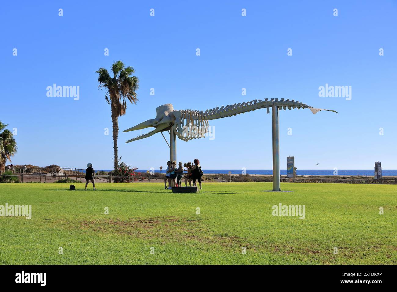 Fuerteventura skeleton of sperm whale hi-res stock photography and ...