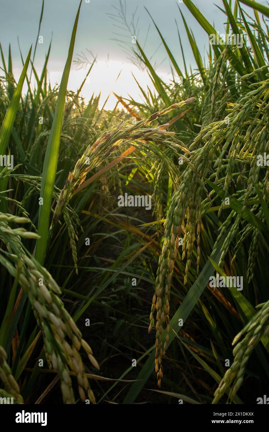 Panorama valley in indonesia hi-res stock photography and images - Alamy