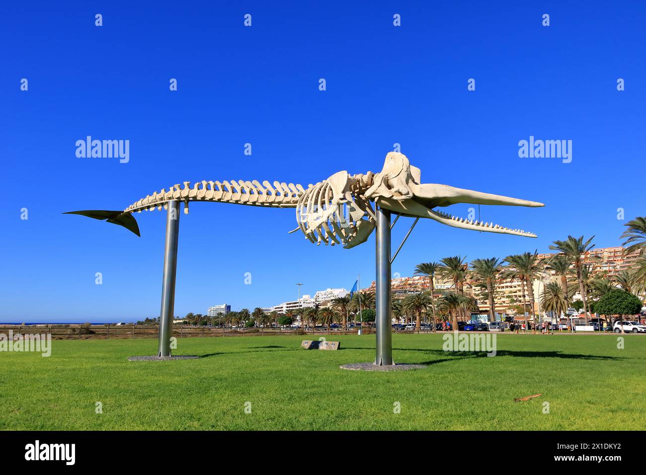 Fuerteventura skeleton of sperm whale hi-res stock photography and ...