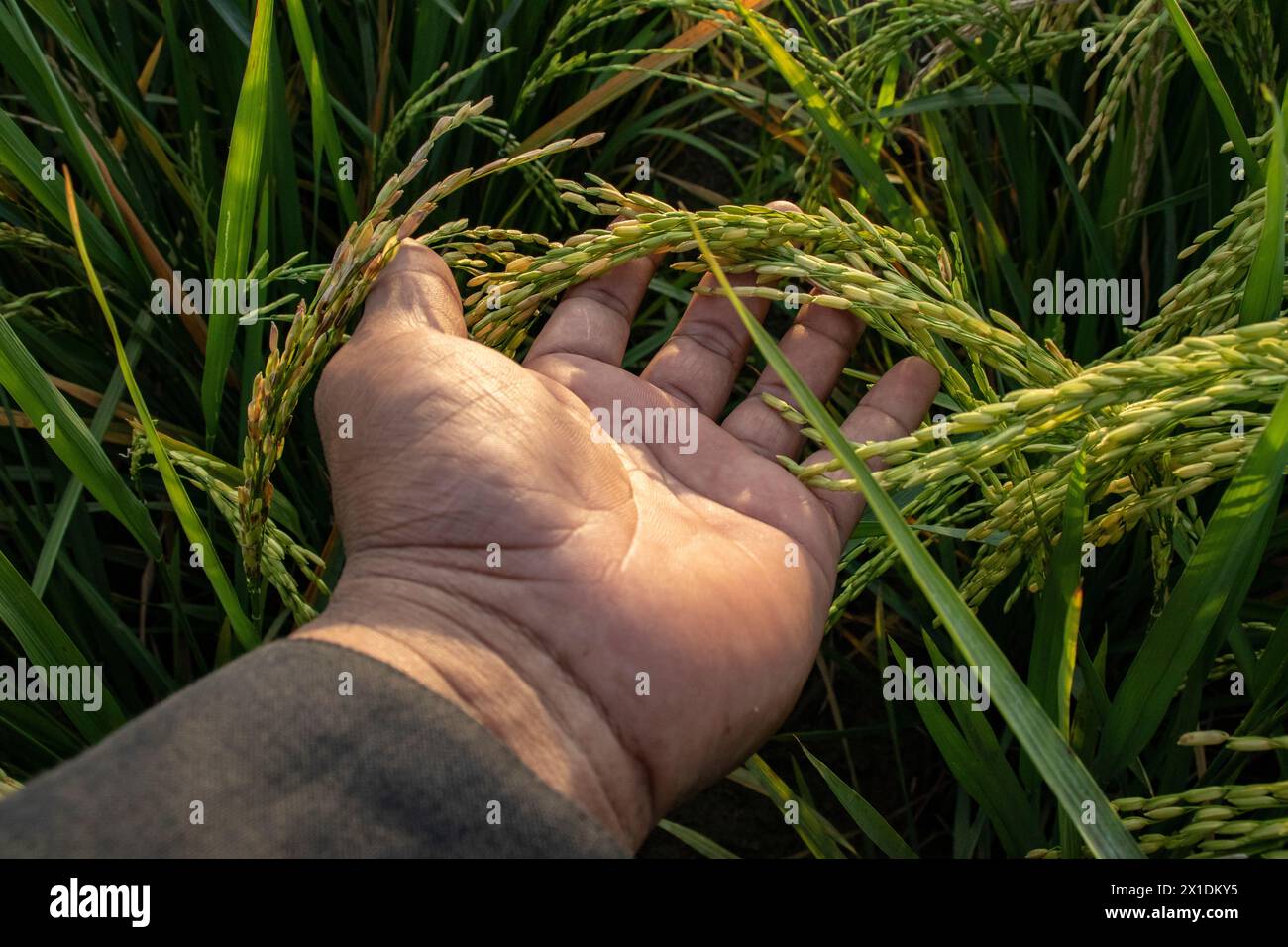 Harvest of rice hi-res stock photography and images - Alamy
