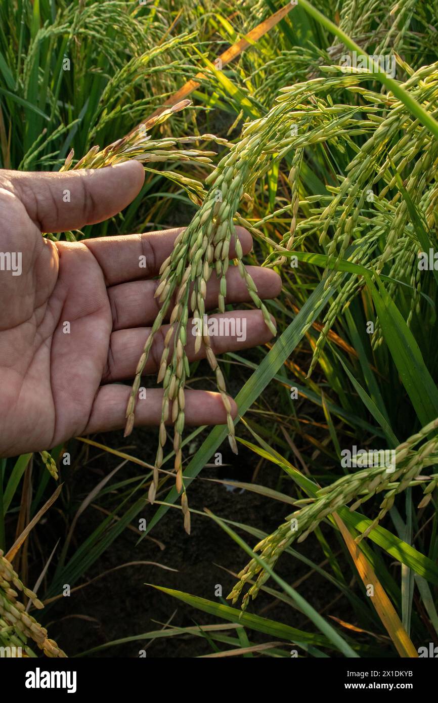 Stage of maturity hi-res stock photography and images - Alamy