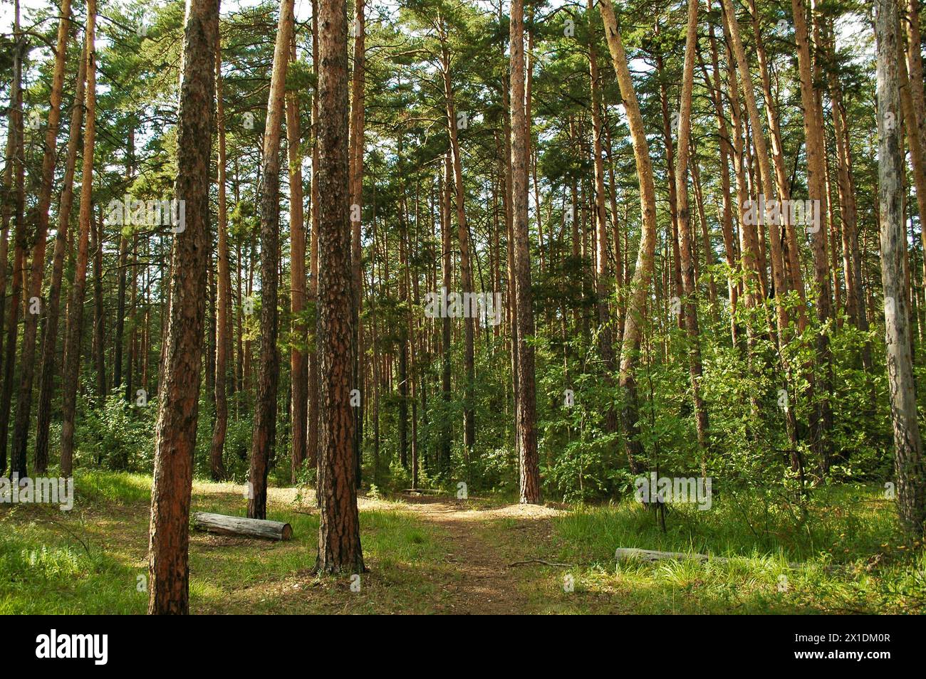 Various types of pine trunks in the green thicket of a coniferous ...