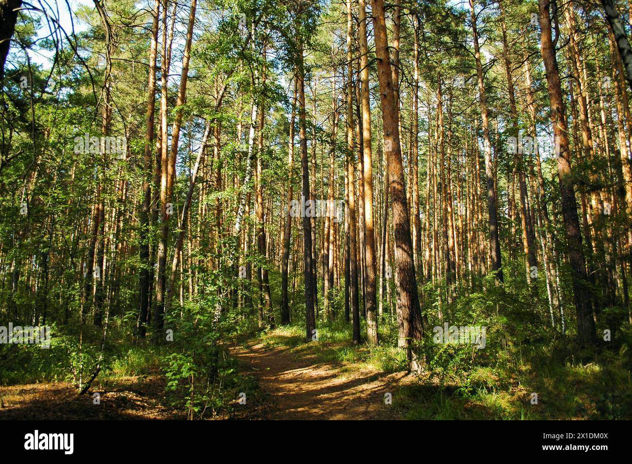 Various types of pine trunks in the green thicket of a coniferous ...