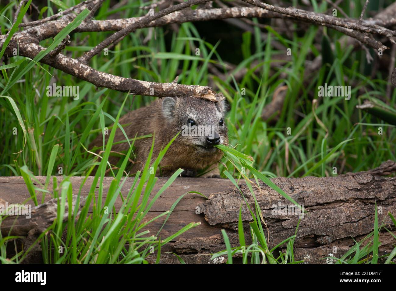 Grass bush detail hi-res stock photography and images - Alamy