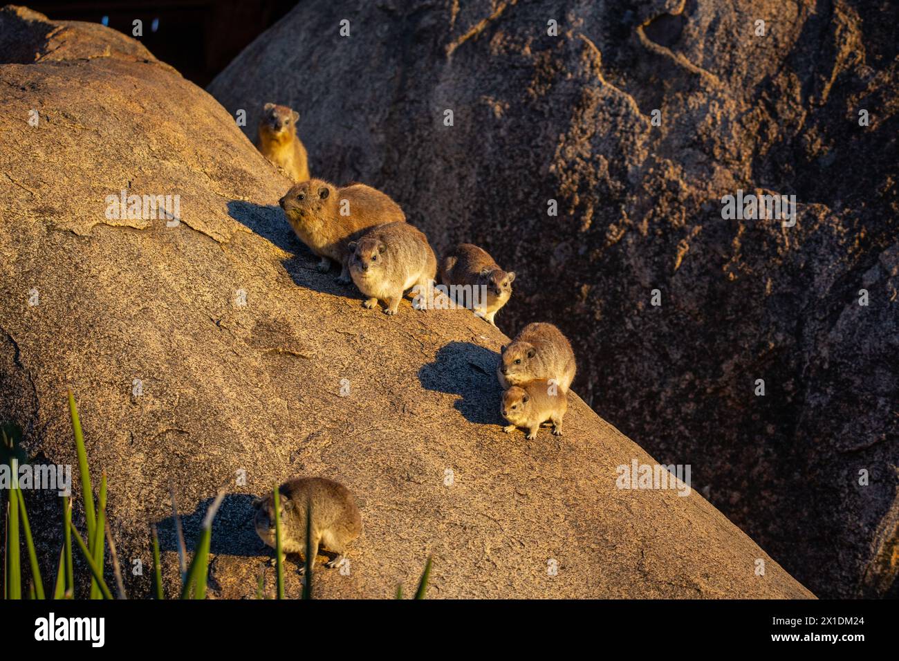 Family procaviidae hi-res stock photography and images - Alamy