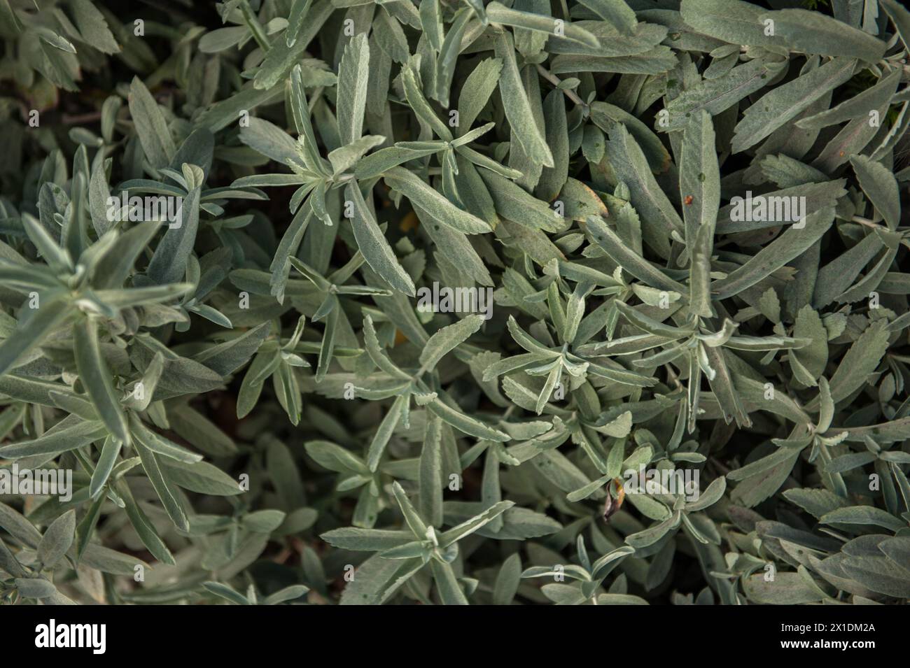 Common sage or salvia officinalis - perennial subshrub, used in ...