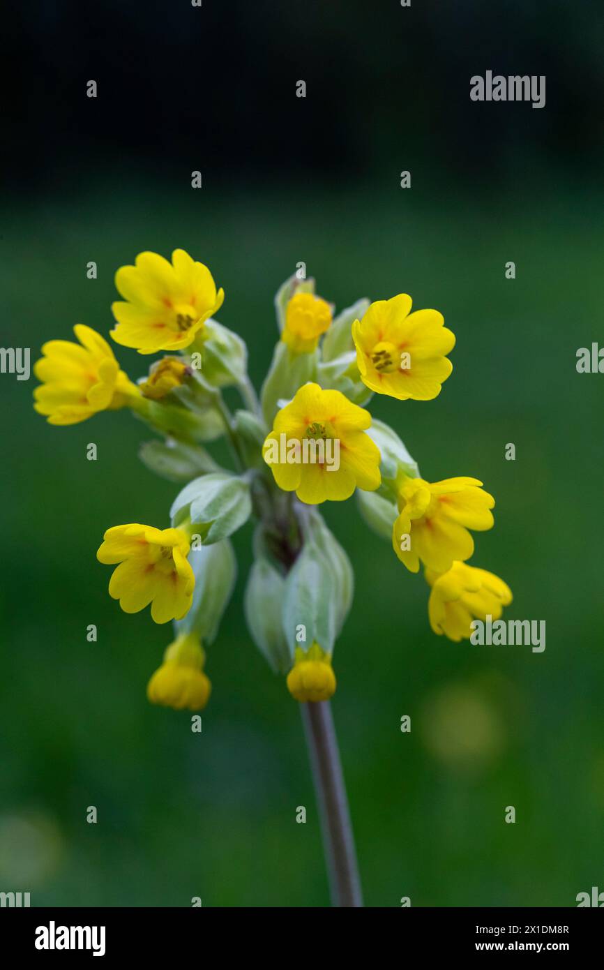 Creating pollinator garden hi-res stock photography and images - Alamy