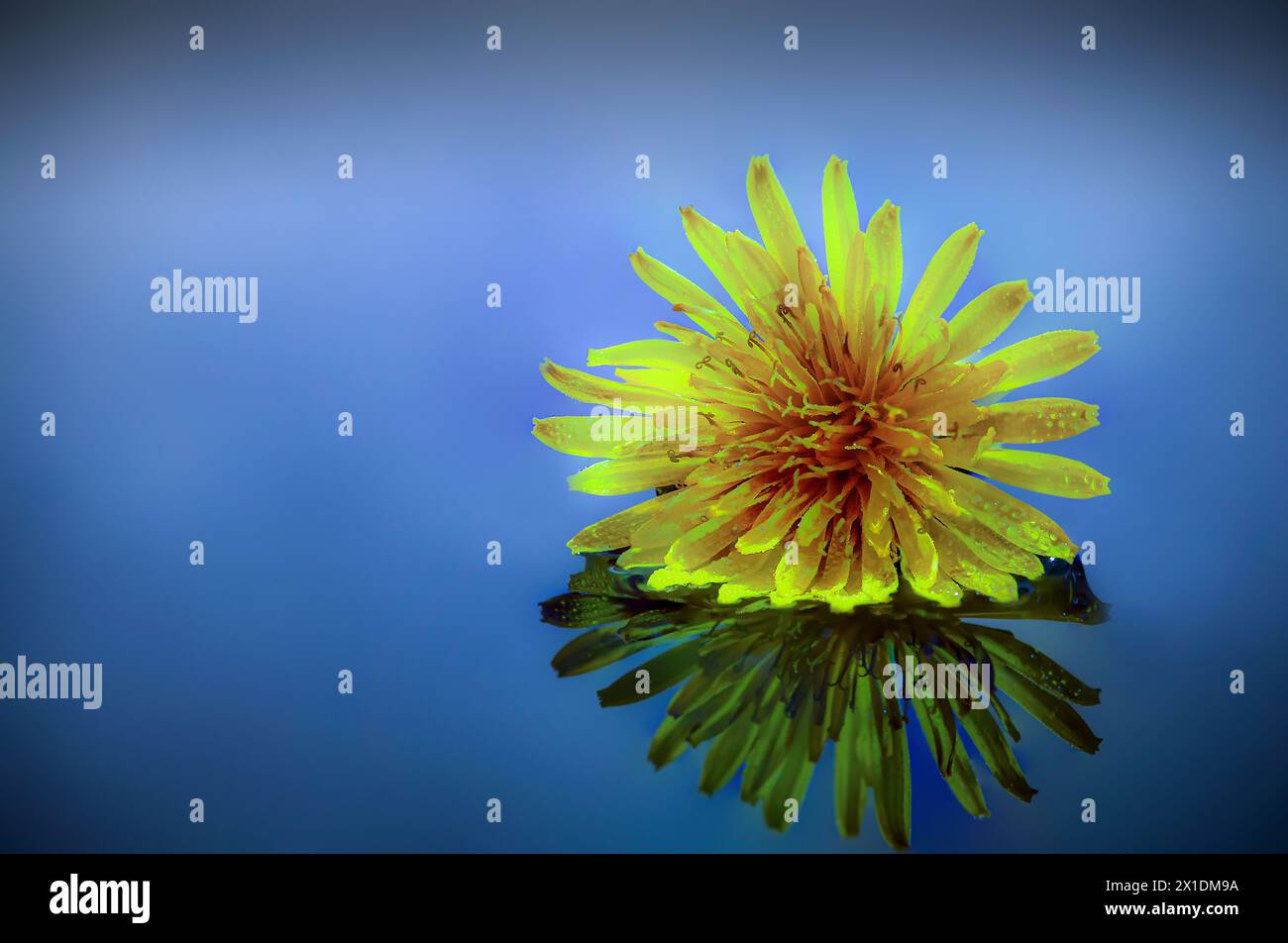 Dandelion flower head ( Taraxacum ) floating on water with reflection ...