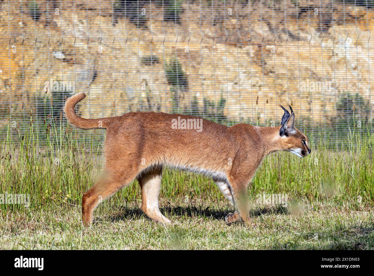 Caracal, big cat walks on territory of rehabilitation center, petting ...