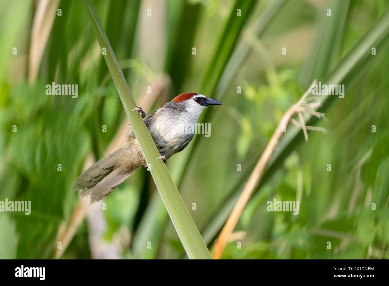 chestnut-capped babbler is a passerine bird of the family Timaliidae ...