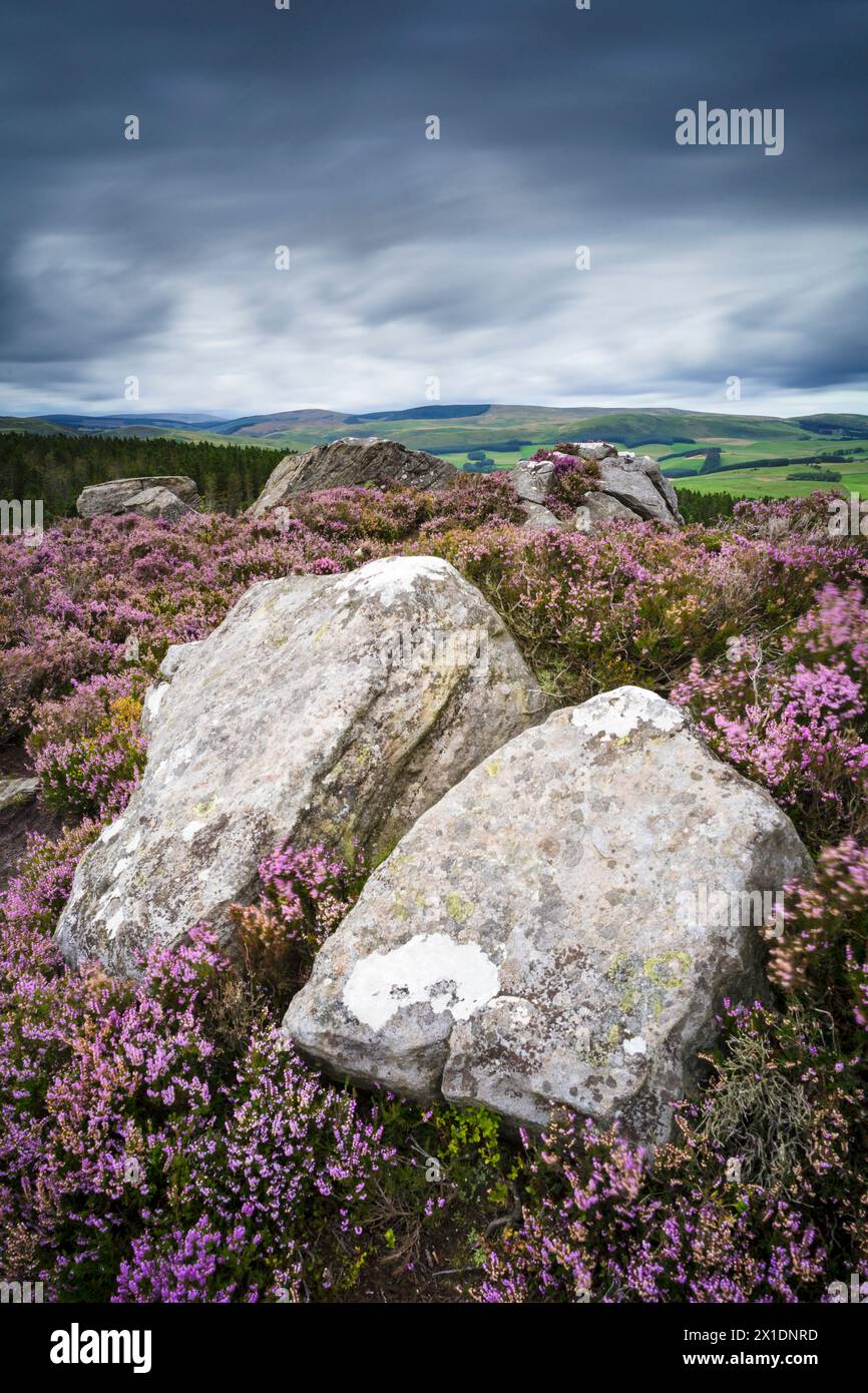 Summer heather growing around the rocks of Harbottle Crags ...