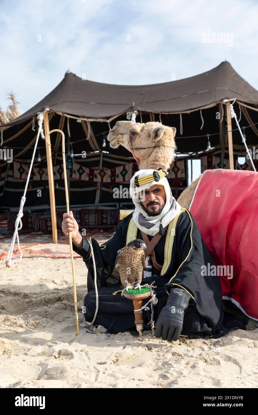 Bedouin man with his falcon and camel resting in front of his tent ...