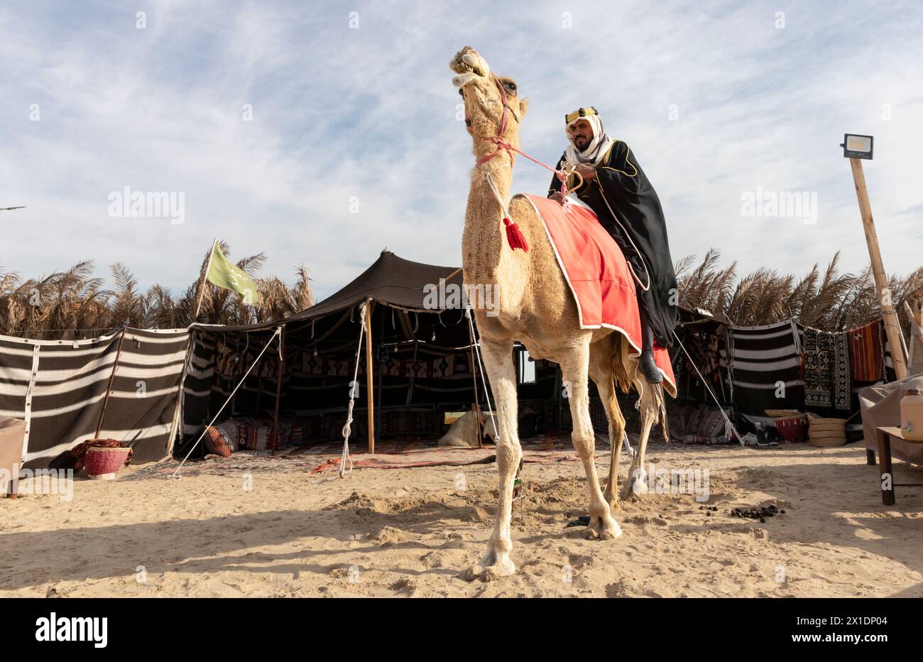 Bedouin man with his falcon and camel resting in front of his tent ...