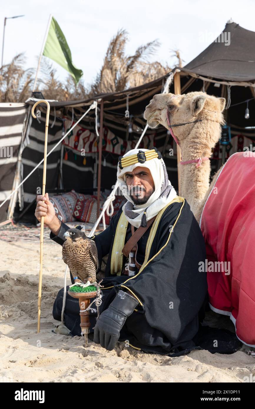 Bedouin man with his falcon and camel resting in front of his tent ...