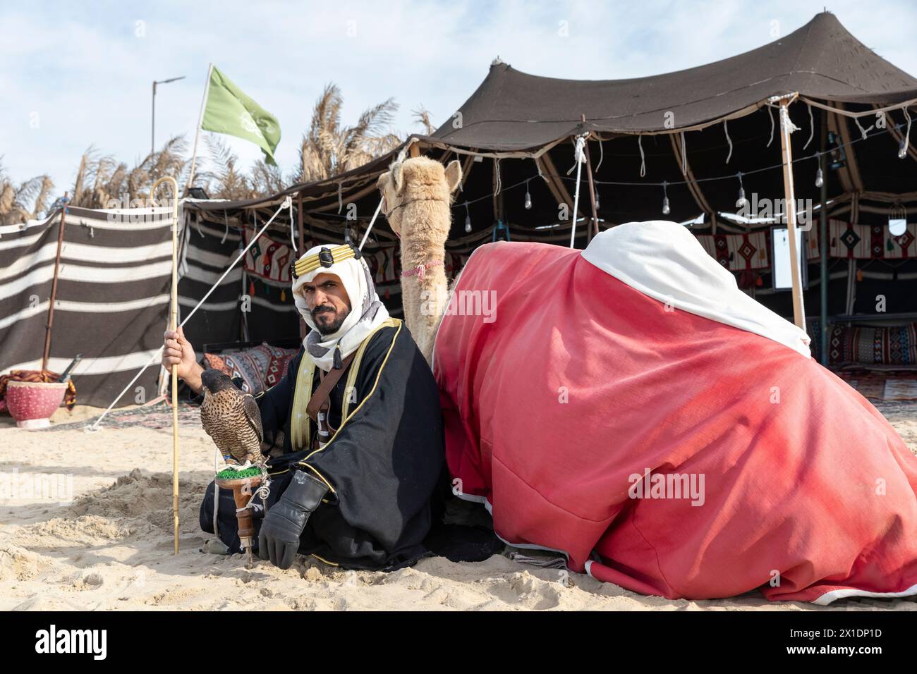 Bedouin man with his falcon and camel resting in front of his tent ...