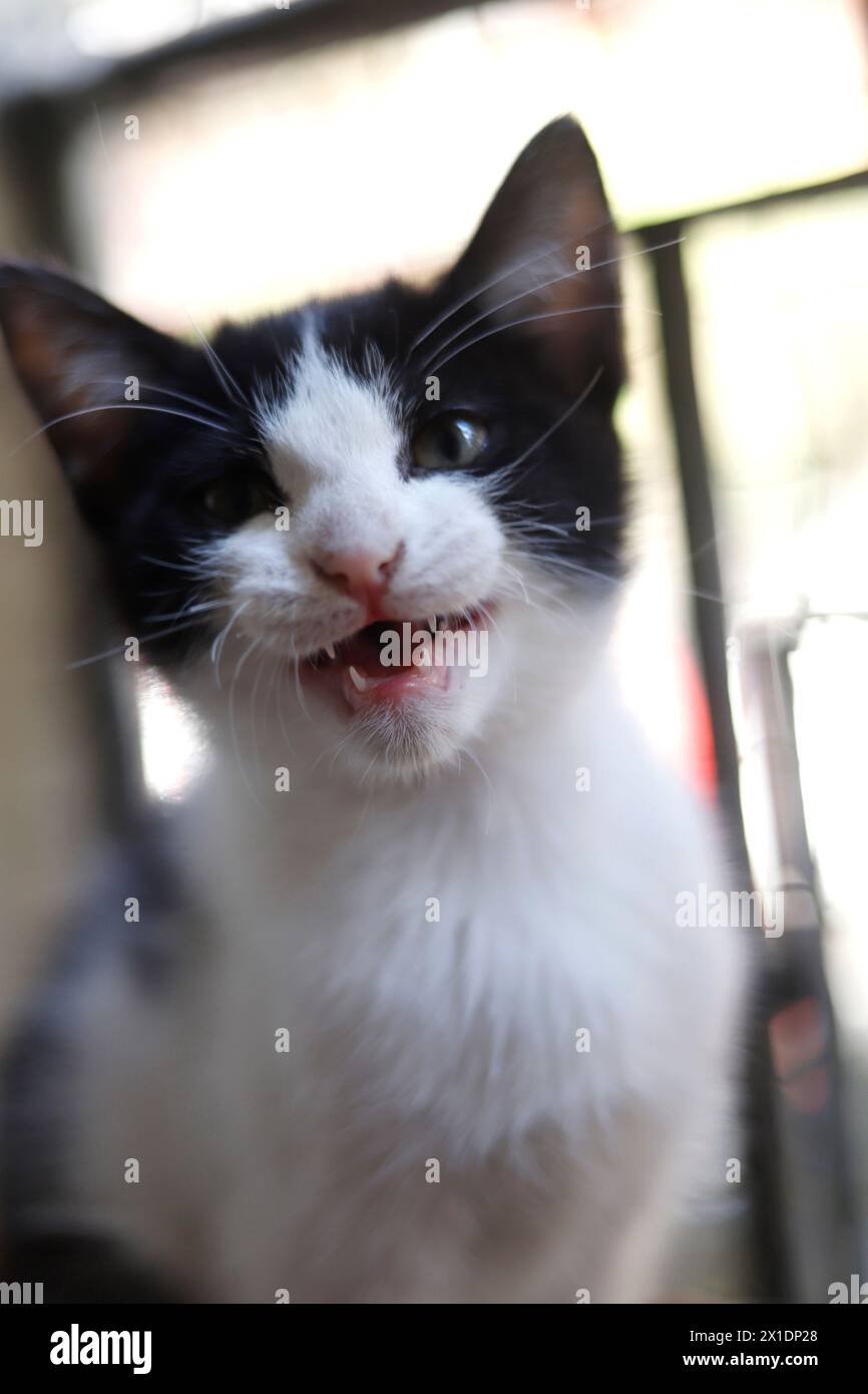 White spotted cat close hi-res stock photography and images - Alamy